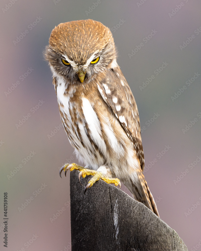Fotografía de un Chuncho Austral (Glaucidium nana) vigilando su presa ...