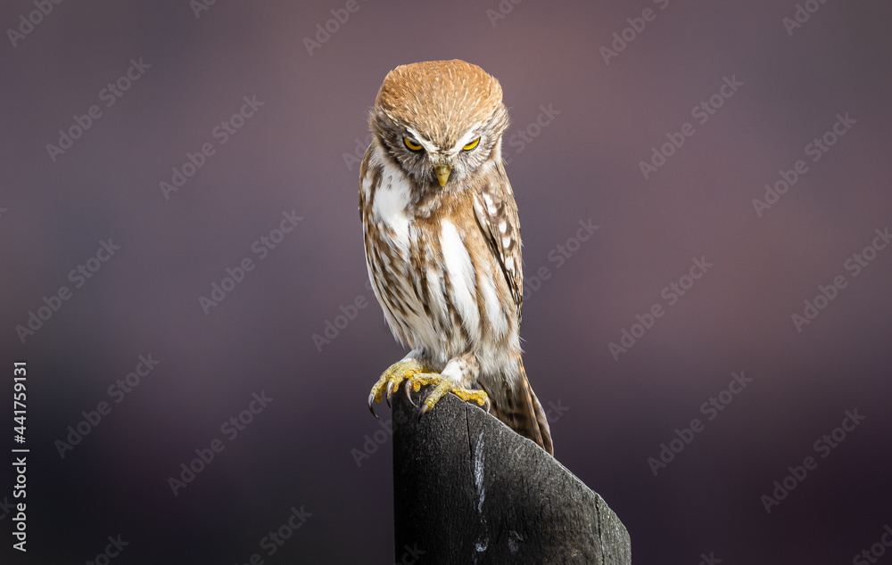 Fotografía de un Chuncho Austral (Glaucidium nana) vigilando su presa ...