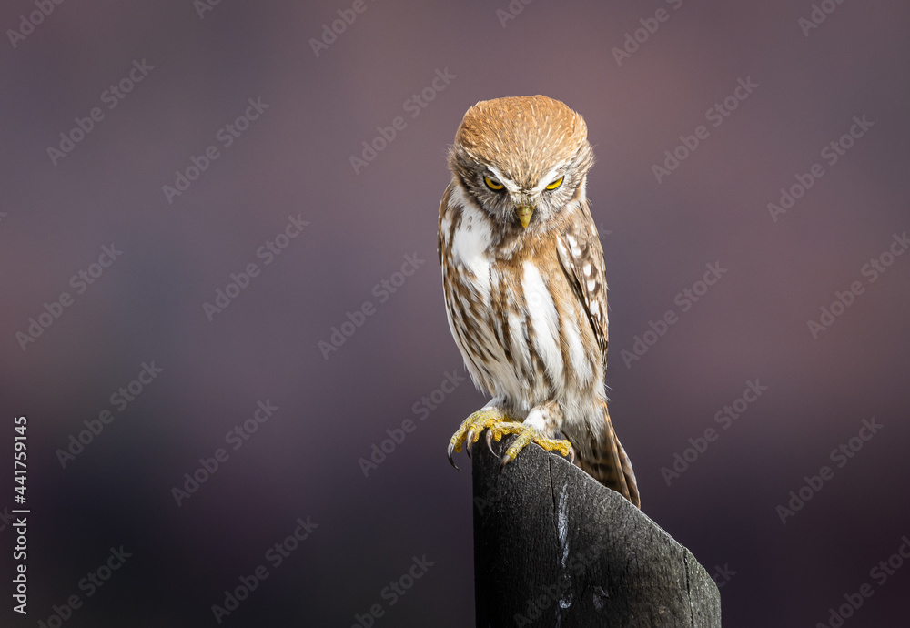 Fotografía de un Chuncho Austral (Glaucidium nana) vigilando su presa ...