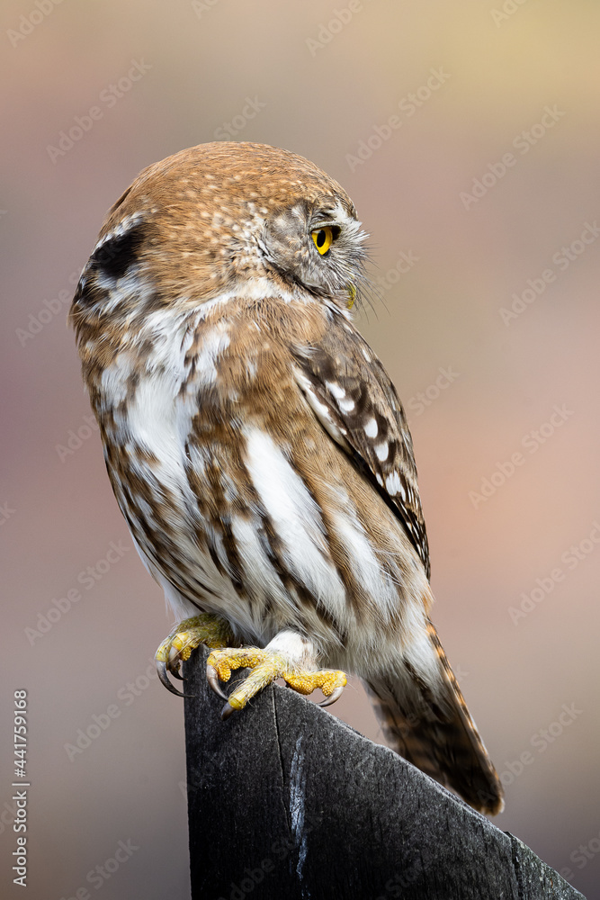Fotografía de un Chuncho Austral (Glaucidium nana) vigilando su presa ...