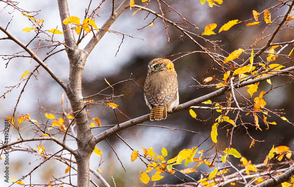 Foto de Fotografía de un Chuncho Austral (Glaucidium nana) vigilando su ...