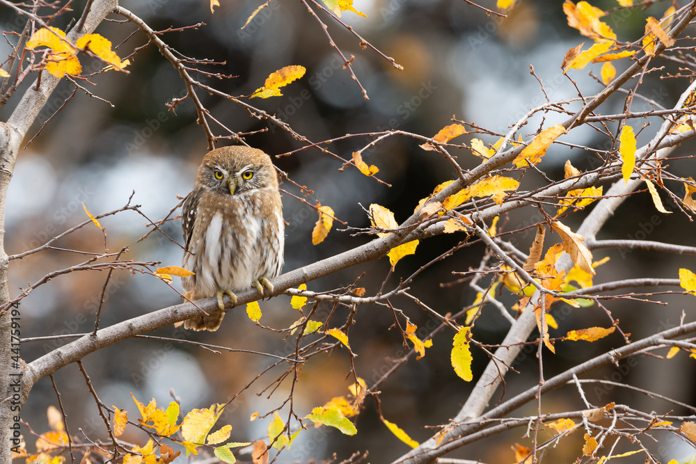 Fotografía de un Chuncho Austral (Glaucidium nana) vigilando su presa ...