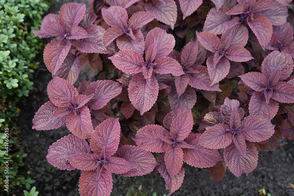 Coleus scutellarioides, commonly known as coleus, is a species of ...