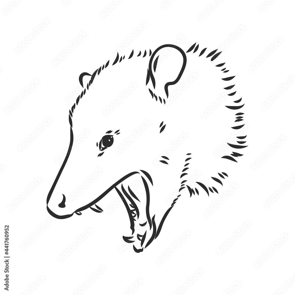 Vector sketch possum muzzle possum vector illustration Stock Vector ...
