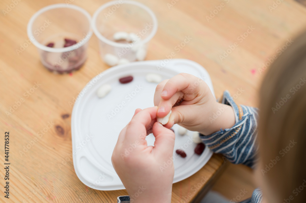 Boy sorting kidney beans from white beans. Montessori concept ...