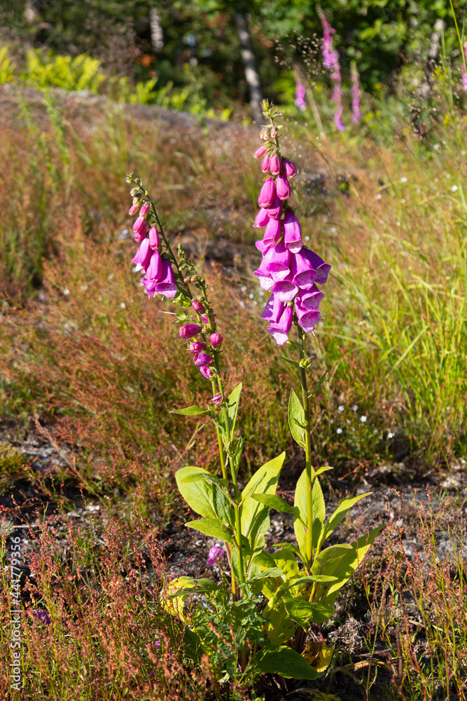 Foxglove (Digitalis purpurea) is a highly toxic, short lived perennial ...