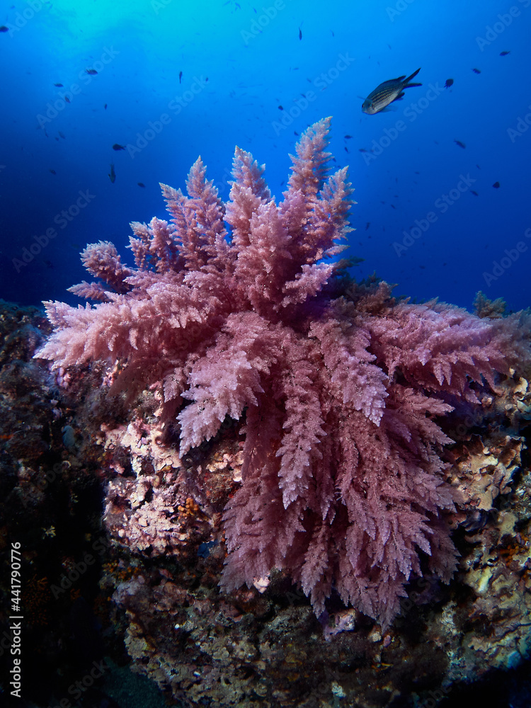 Red Algae On Rocks
