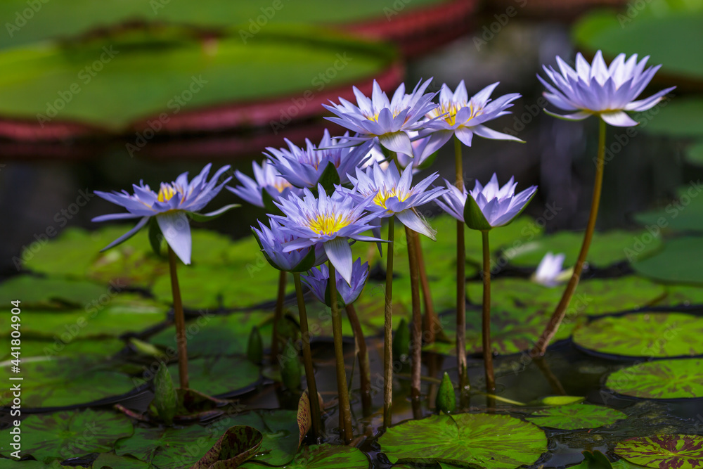 Nymphaea caerulea, blue lotus also known as Egyptian lotus. Blooming ...