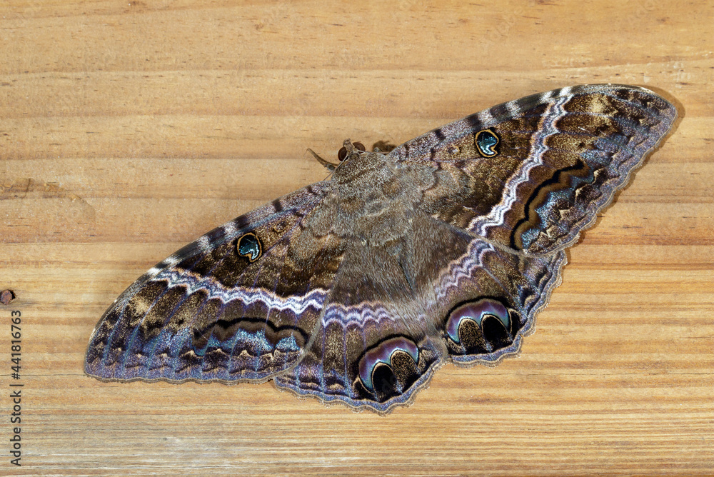 Foto de Black Witch moth (Ascalapha odorata) on wooden deck, Galveston ...