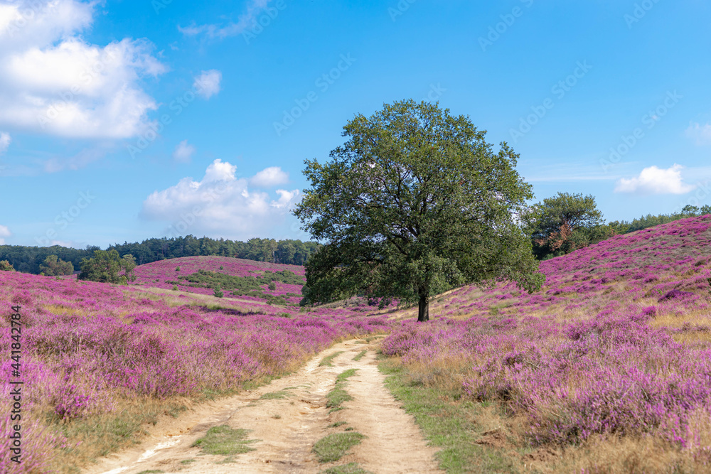 Flowering Calluna vulgaris (common heather, ling, or simply heather ...
