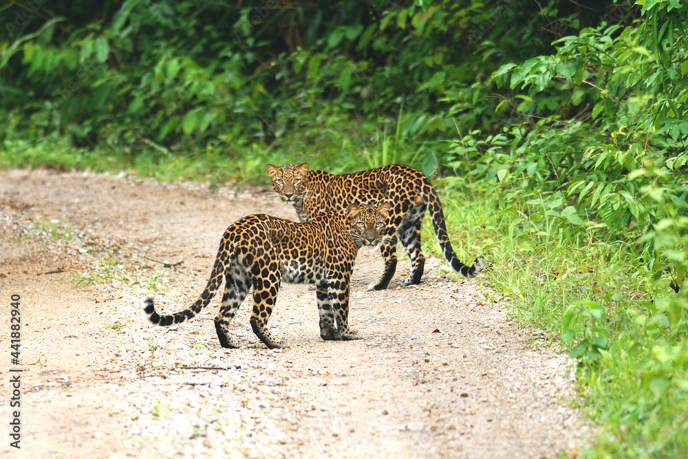 Twin of Juvenile Leopards (Panthera pardus) beautiful camouflage wild ...