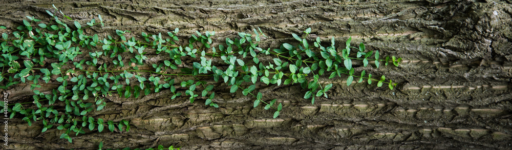 Wallpaper. Green stems stretch along the trunk of the tree. Natural ...