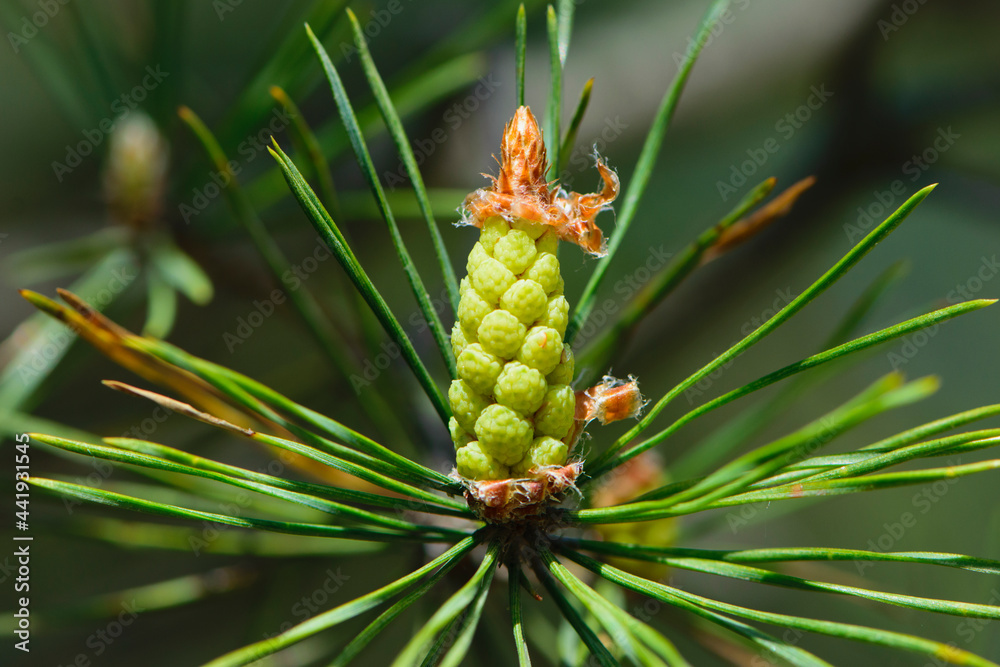pinus resinosa. young tender cones on a pine branch in the forest ...