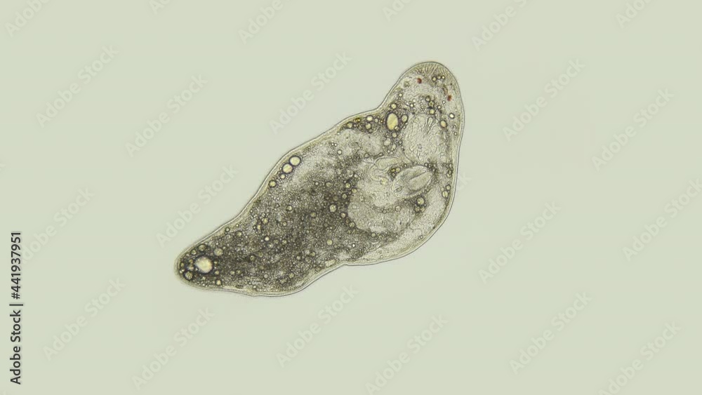 Turbellaria flatworm under the microscope, Platyhelminthes Phylum ...