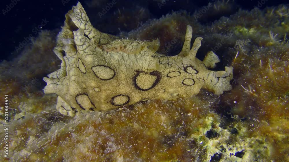 Biological pollution: The invasive toxic sea slug of the Mediterranean ...