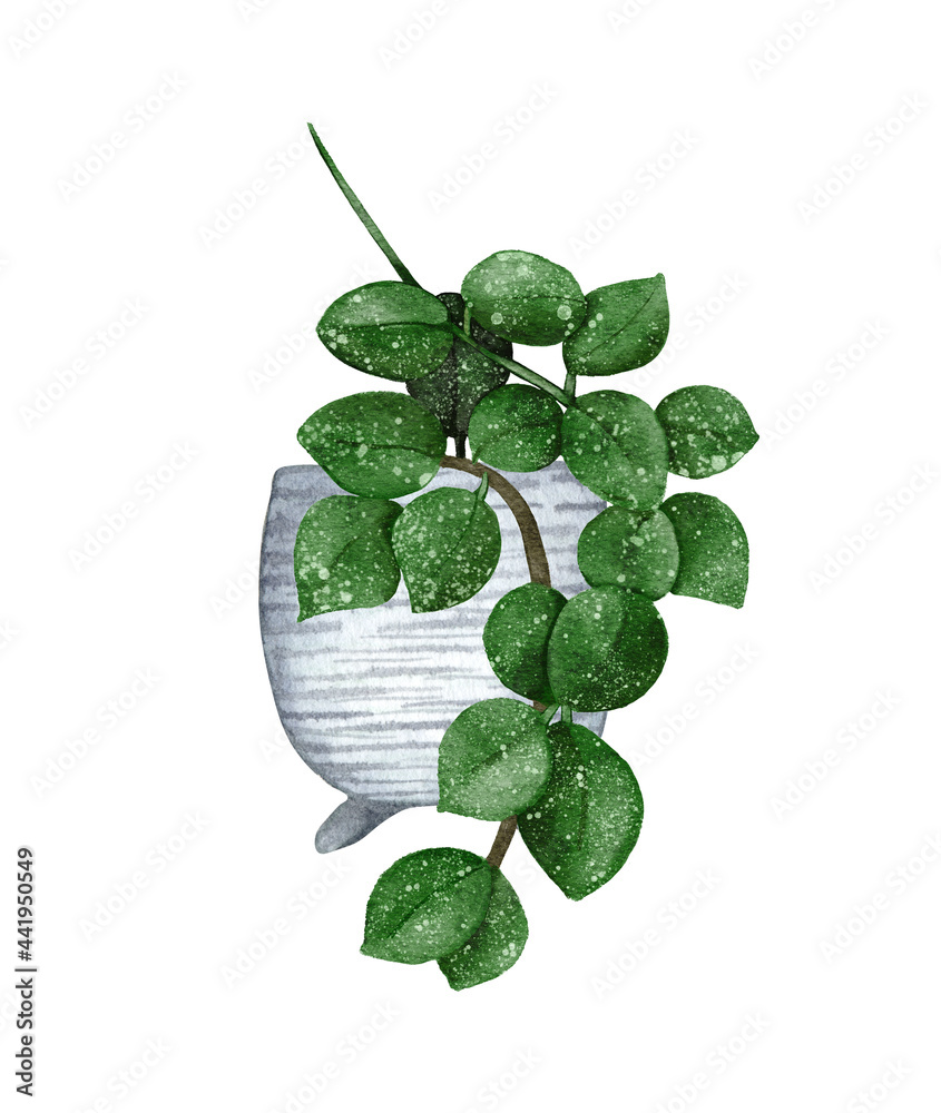 Watercolor botanical Hoya illustrations. of potted house plant. Hoya ...