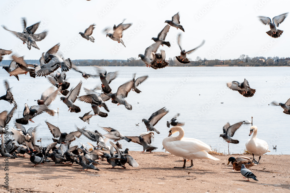 White swan and a large group of pigeons in the air on a sea pier (915 ...