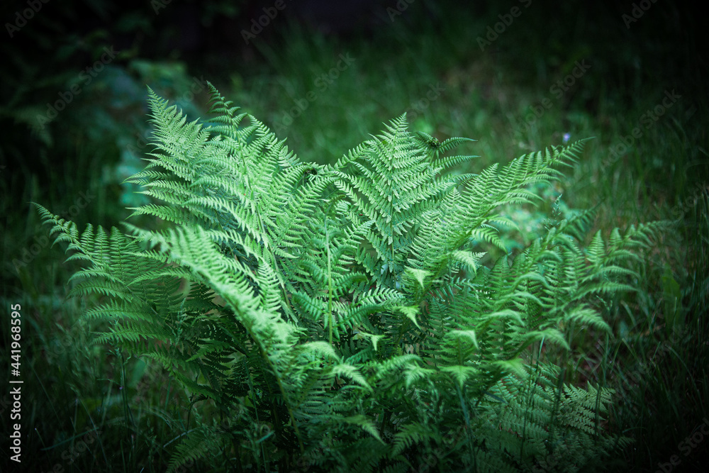 fern Stock Photo | Adobe Stock