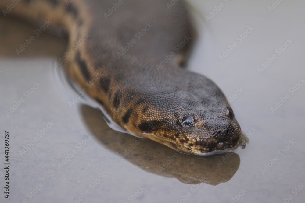 Elephant trunk snake or the Javan file snake, is non-venomous aquatic ...