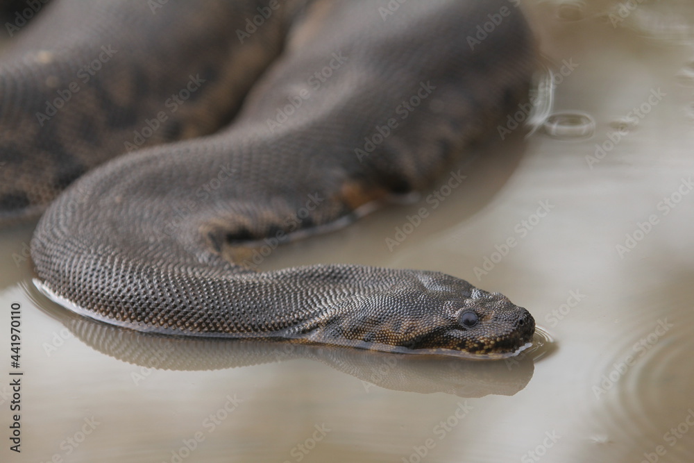 Elephant trunk snake or the Javan file snake, is non-venomous aquatic ...