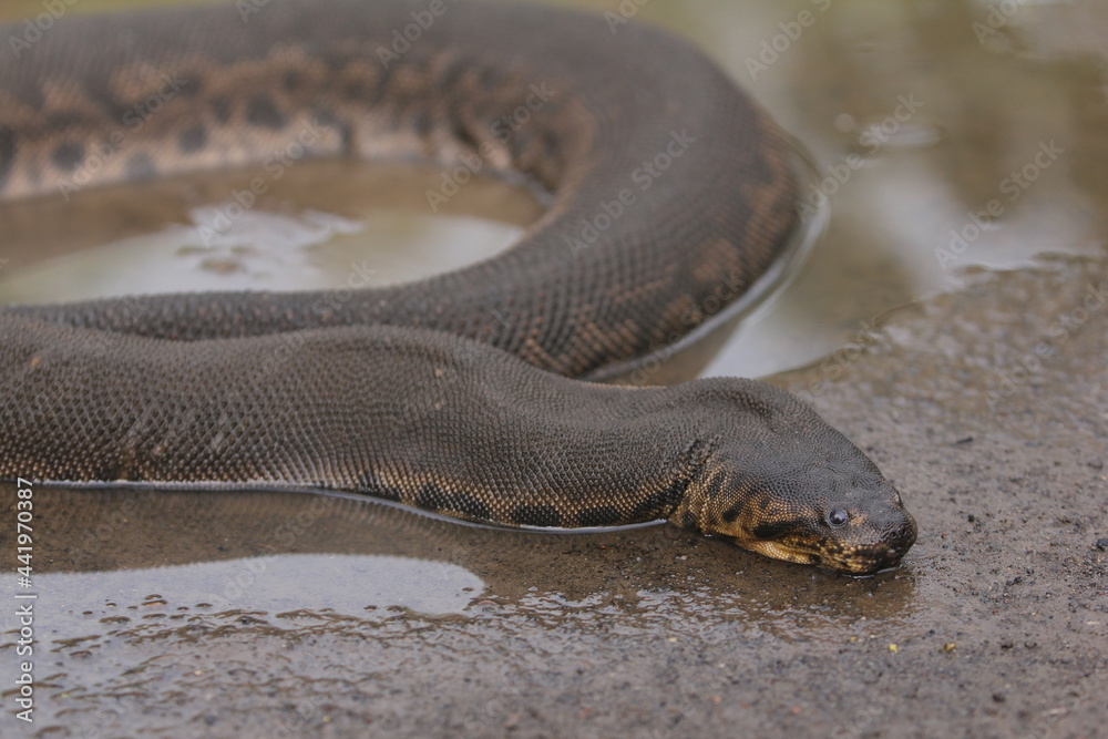 Elephant trunk snake or the Javan file snake, is non-venomous aquatic ...