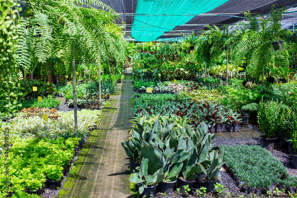 Environment in garden plant shop or tree shop that contains many small ...