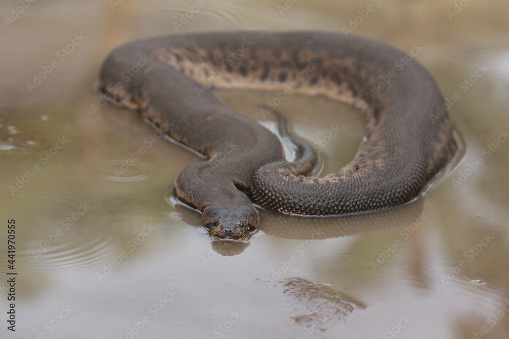 Foto de Elephant trunk snake or the Javan file snake, is non-venomous ...