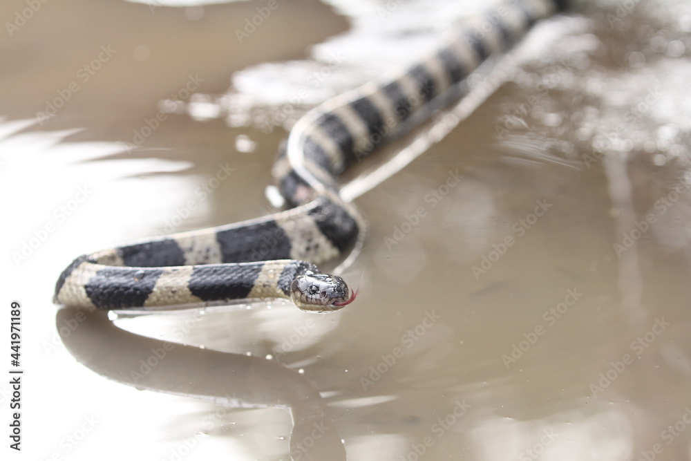 The banded krait is a species of highly venomous snakes found on the ...