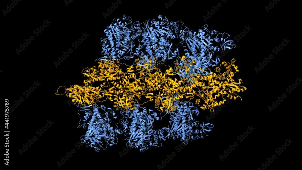 Structure of myosin VI (blue) - actin (orange) complex in the rigor ...
