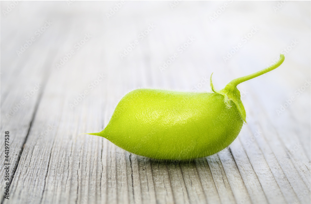 Organic green kabuli chickpea pod. Just harvested single fuzzy raw pod ...