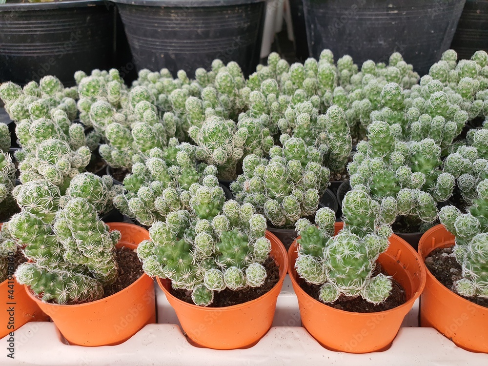Escobaria Sneedii is a rare species of cactus. The trunk is green and ...