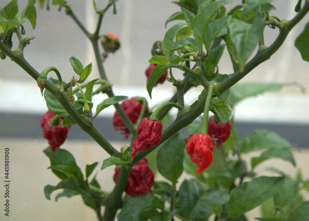 Garden: Red Carolina Reaper peppers on the vine. Stock Photo | Adobe Stock
