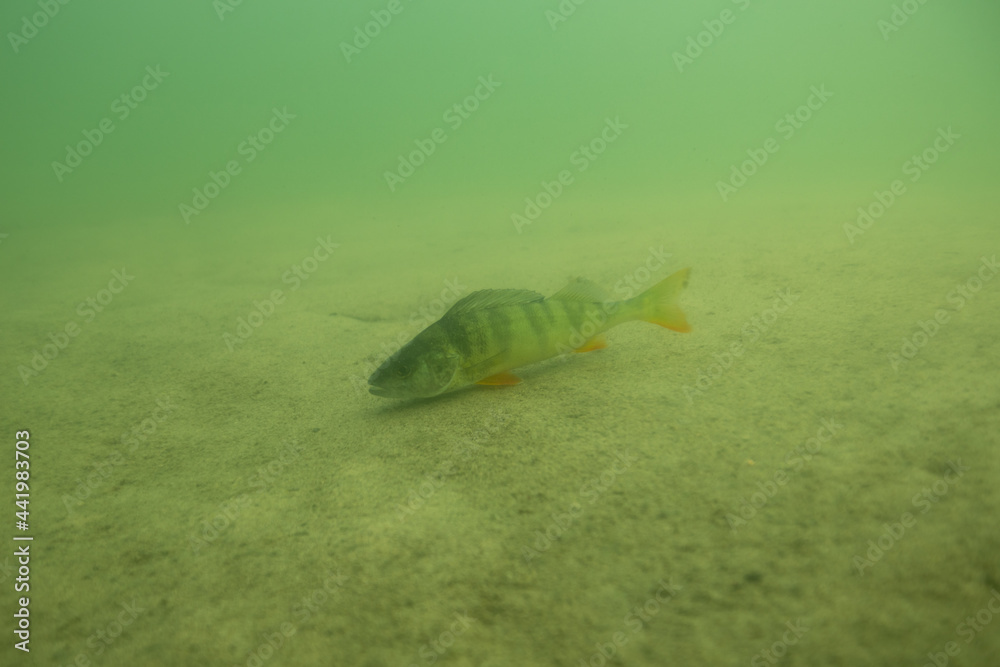 Freshwater fish perch in the beautiful clean water. Underwater shot in ...