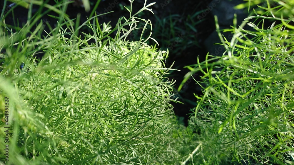 green grass, dill elegant feather. This plant is very beautiful, can be ...