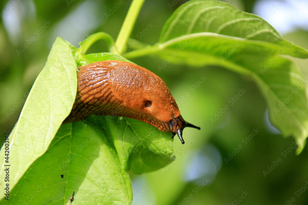 Fotka „Big Brown Spanish slug (arion vulgaris) on a grass , Close-up ...