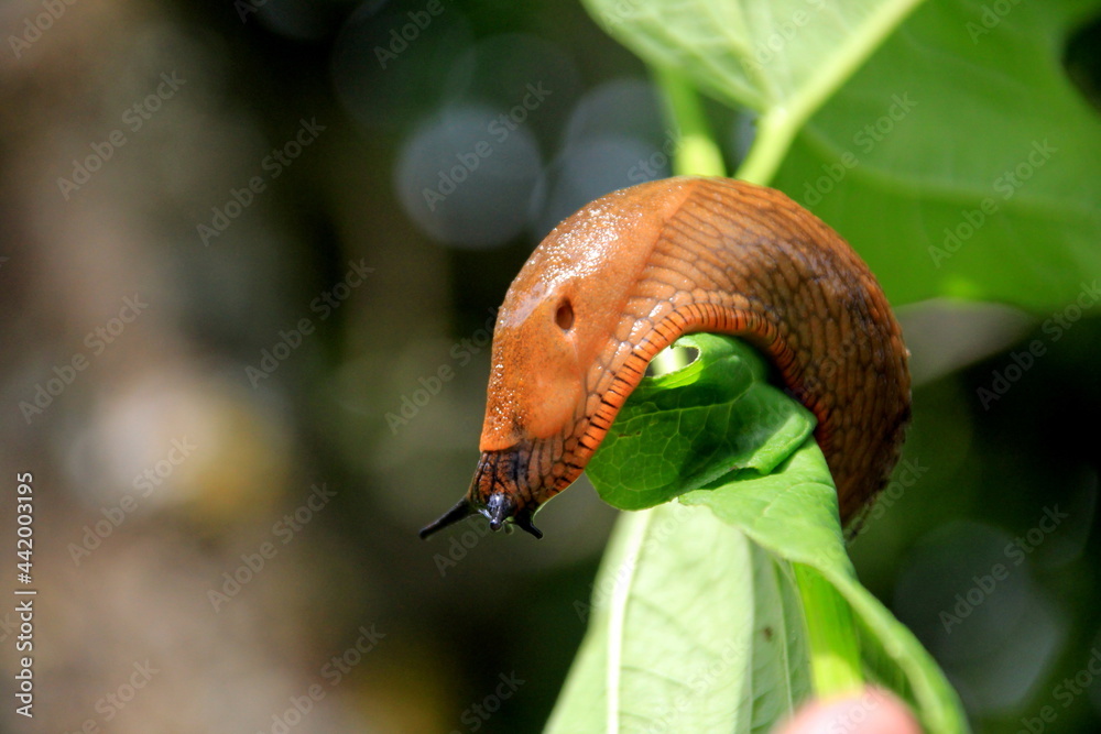 Big Brown Spanish slug (arion vulgaris) on a grass , Close-up. Invasive ...
