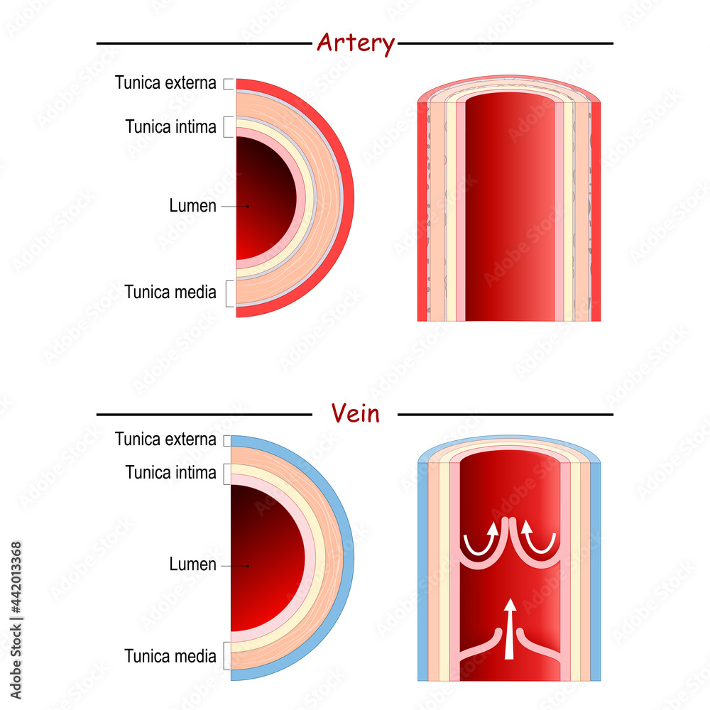 Poster Vein and Artery anatomy. comparison and difference. – Zidna ...