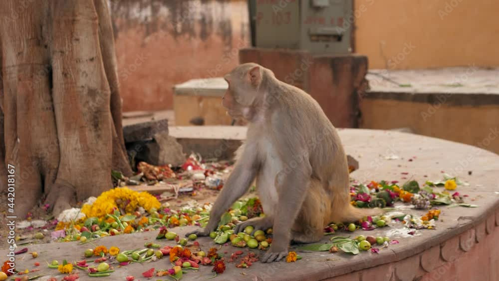 monkey, indian monkey, monkey eating fruits garbage, indian streets ...