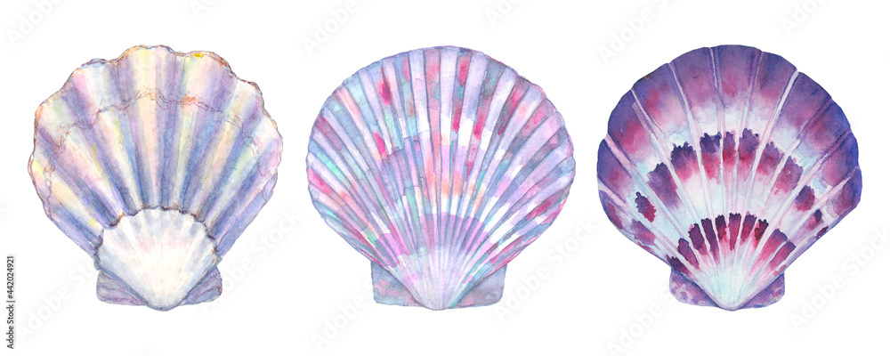 Seashell set watercolor illustration. Watercolor hand drawn sea shells ...