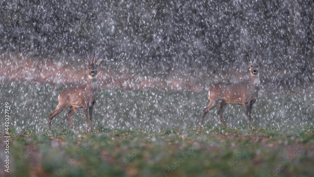 Sarna w zimie sarna w śniegu Stock Photo | Adobe Stock