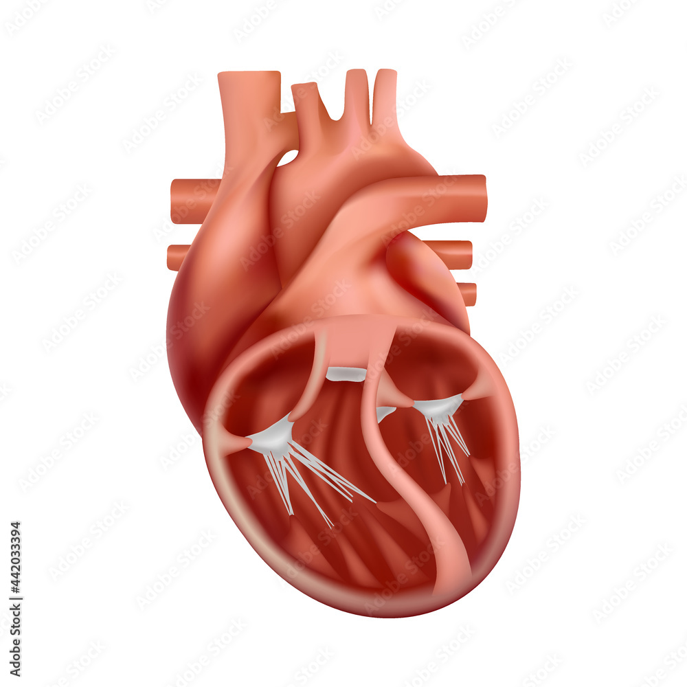 3d anatomy of the human heart. Anatomically correct realistic heart ...