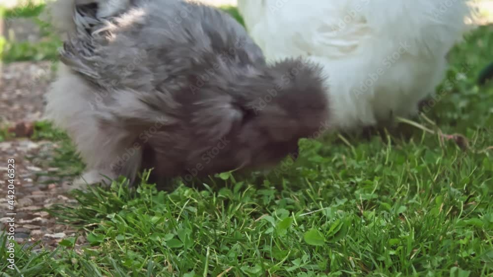 A beautiful silkie (silky) chicken on a grass background. Fancy Silkie ...