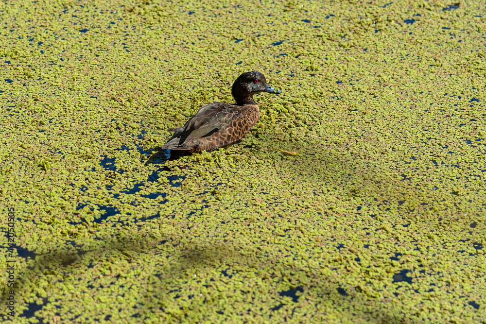 Red eye duck at the Werribee Open Range Zoo Melbourne Stock Photo ...