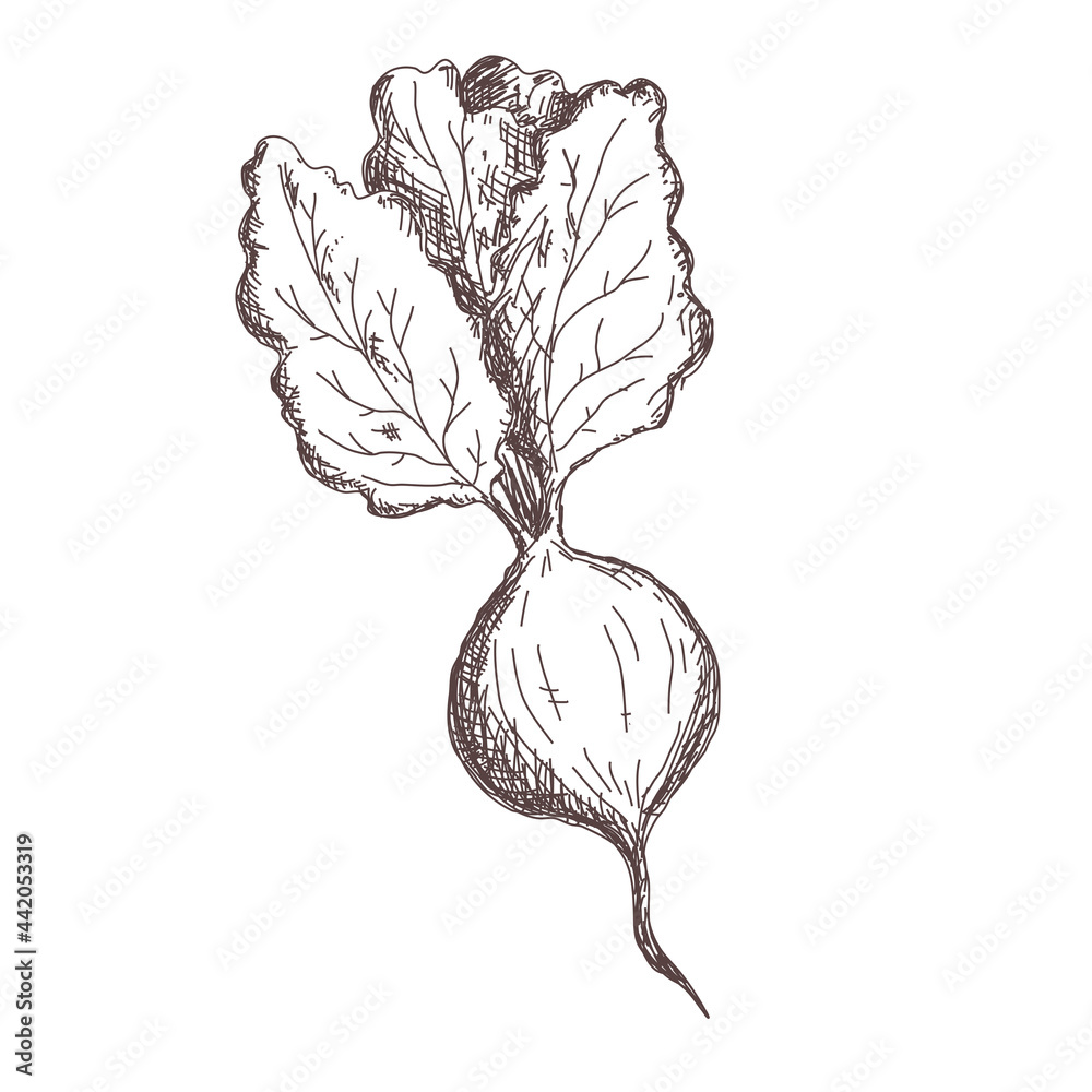 Sketch of beet contour drawing isolated on white background, stock ...