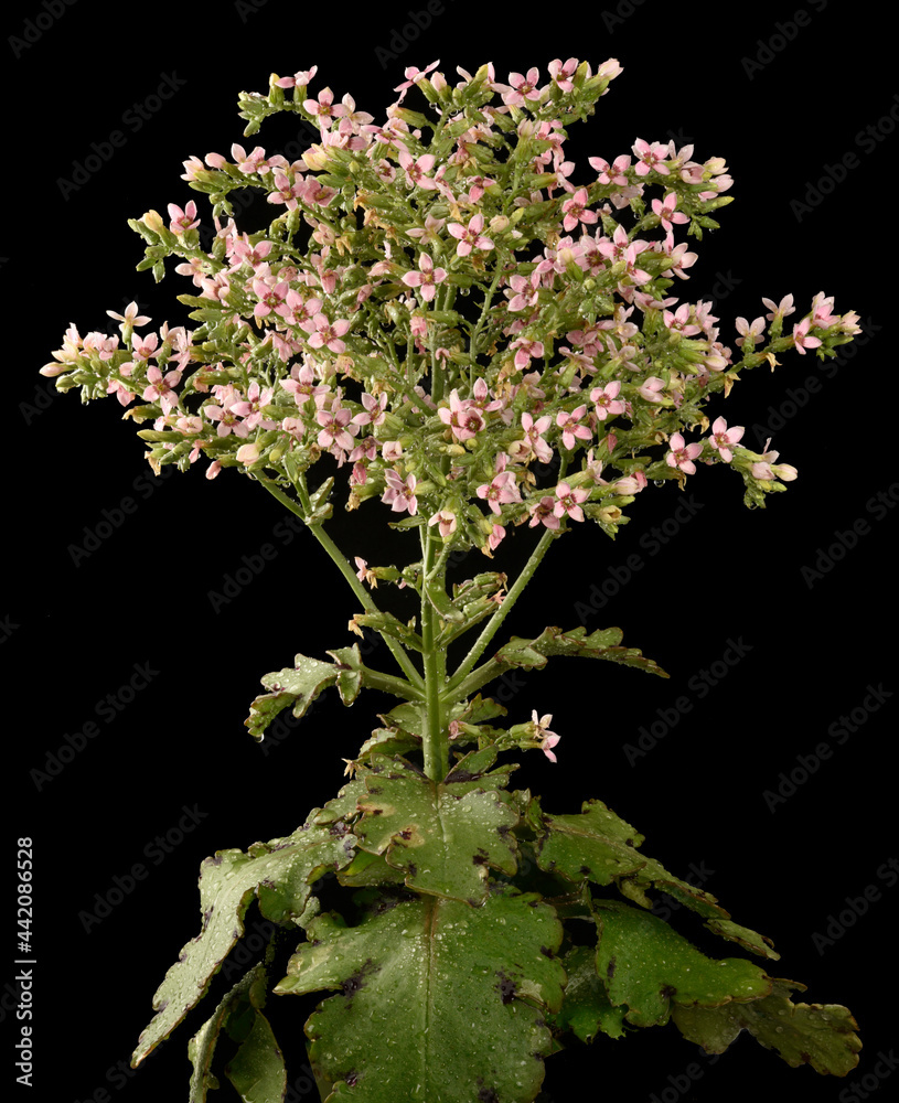 fleurs roses de kalanchoe Stock Photo | Adobe Stock
