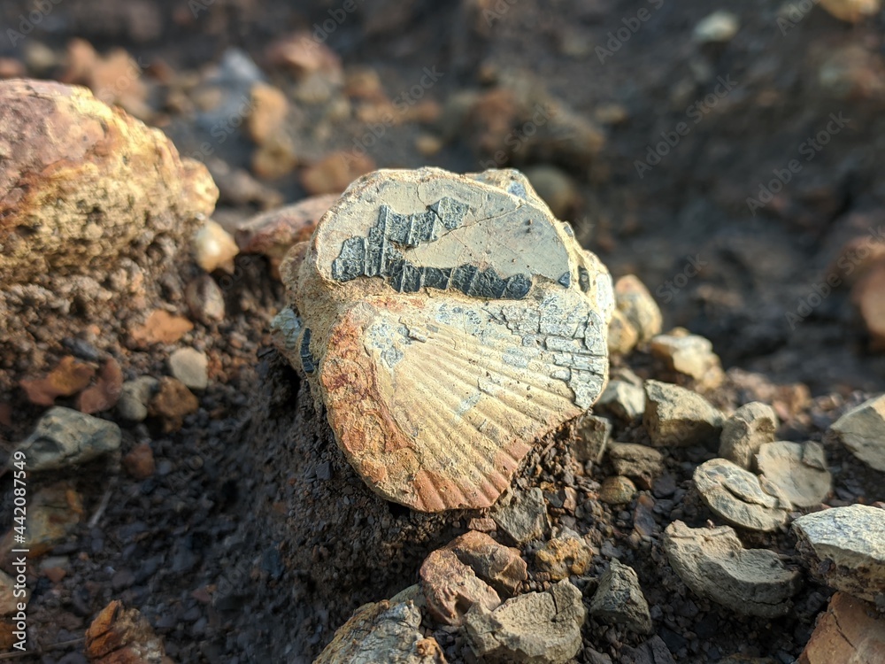 Marine Animal Fossil in the Former Excavation of Coal Mine in South ...