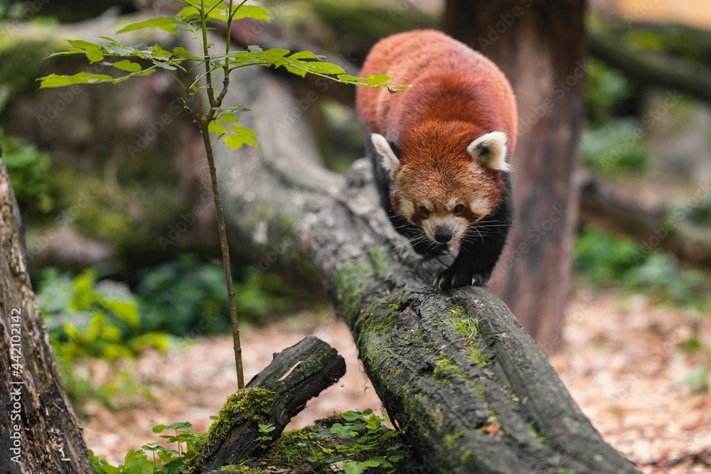 The red panda is larger than a domestic cat with a bear-like body and ...