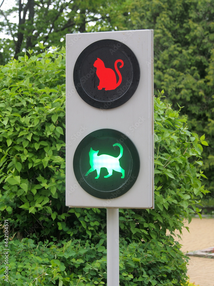 A traffic light for cats, a permissive signal is lit on the scoreboard ...