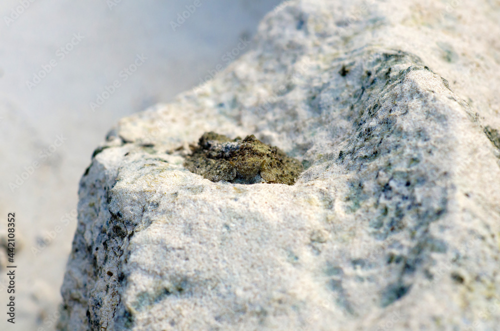 One of the rare species of air breathing sea slug,the celtic sea slug ...