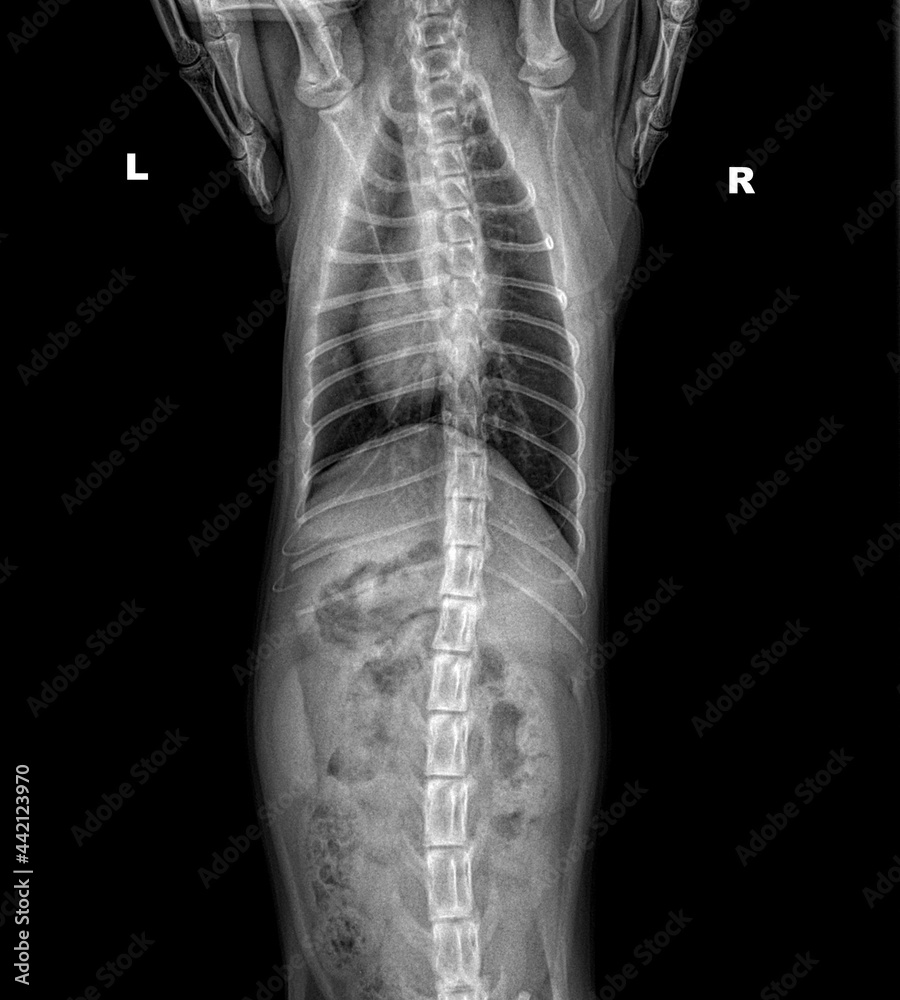X-ray of chest and abdomen of cat on black background top view ...